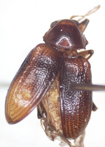 (Allocolaspis)