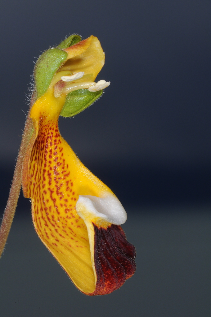 Darwin's Slipper (Calceolaria uniflora) - Botanical Realm