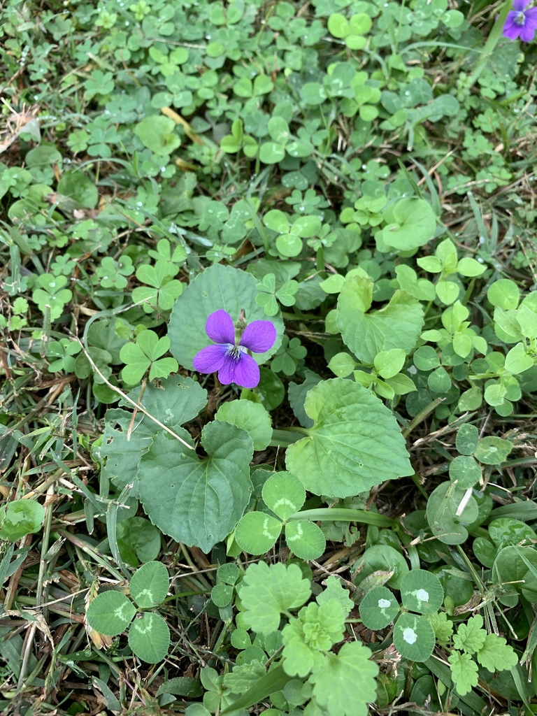 eastern American blue violets from Carrollton, GA, USA on October 28 ...
