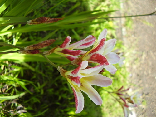 Plain harlequin-flower (Plants of Kenilworth Racecourse Nature Reserve ...