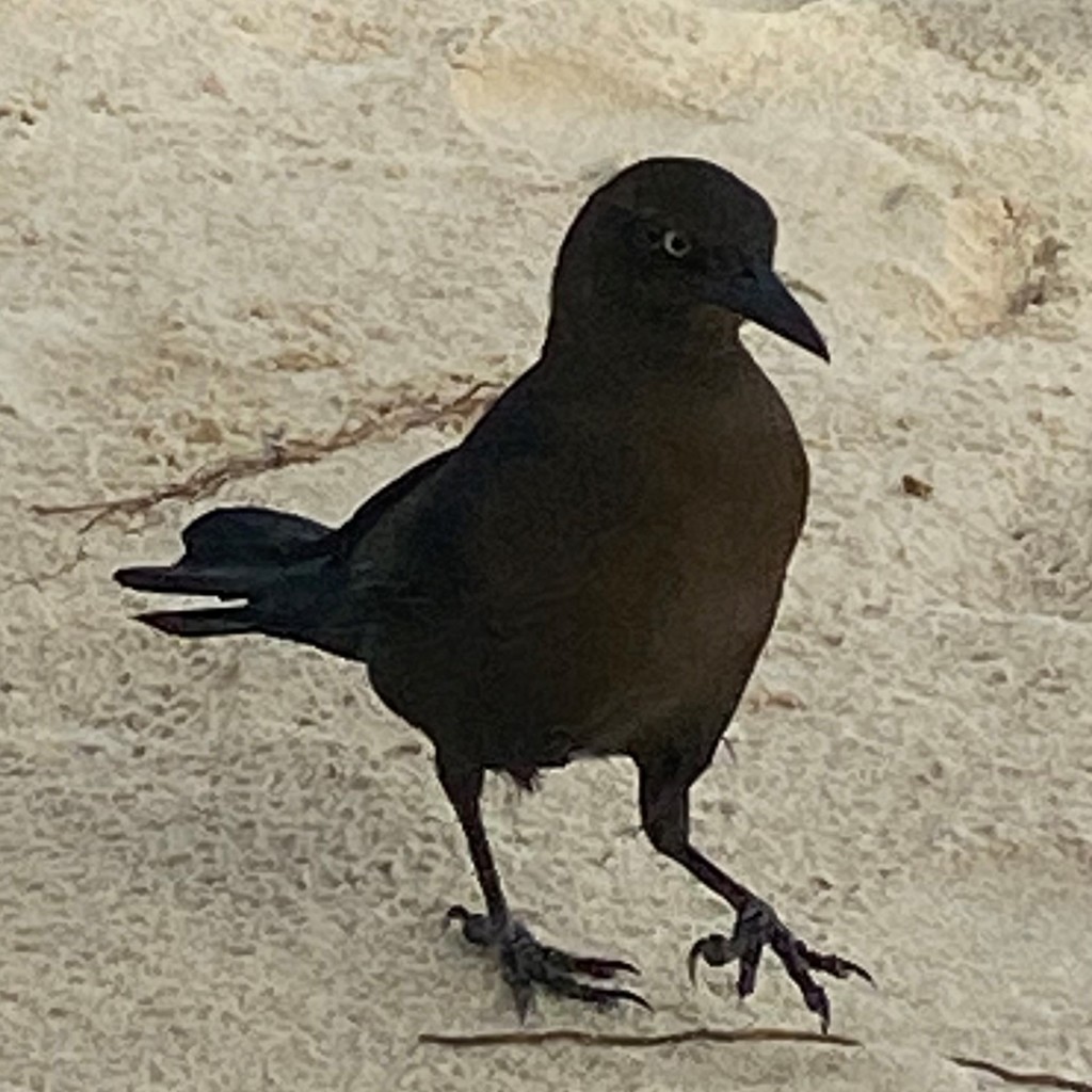 Great-tailed Grackle from Cancún, Quintana Roo, Mexico on October 28 ...