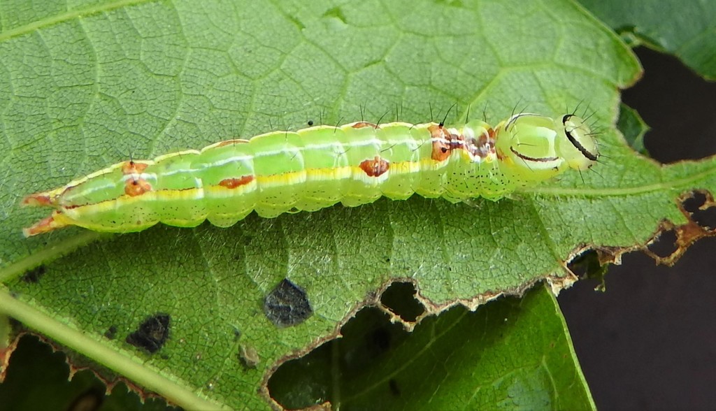 Variable Oakleaf Caterpillar Moth from Town of Rockingham, VT, USA on ...