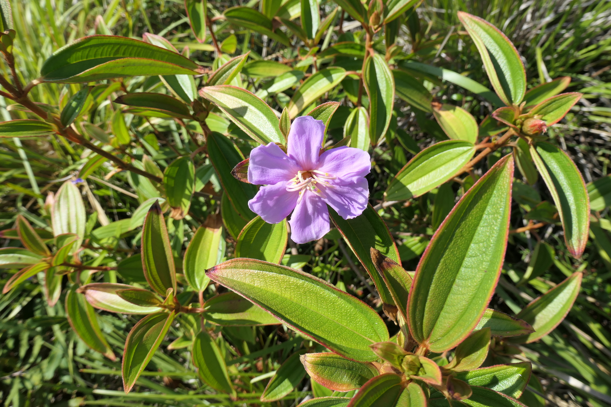 Melastoma affine D.Don