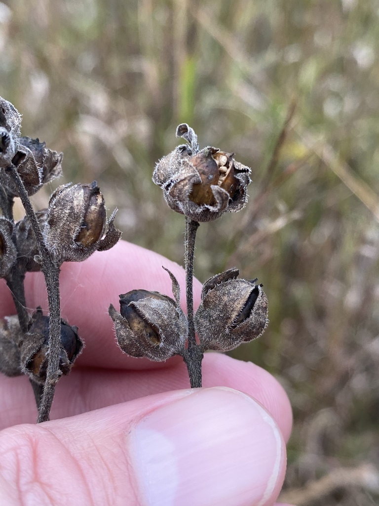 earleaf false foxglove from Emelle, AL, US on October 26, 2020 at 05:17 ...
