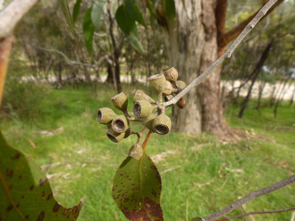 Brown-top Stringybark from Dorset Vale, South Australia, Australia on ...