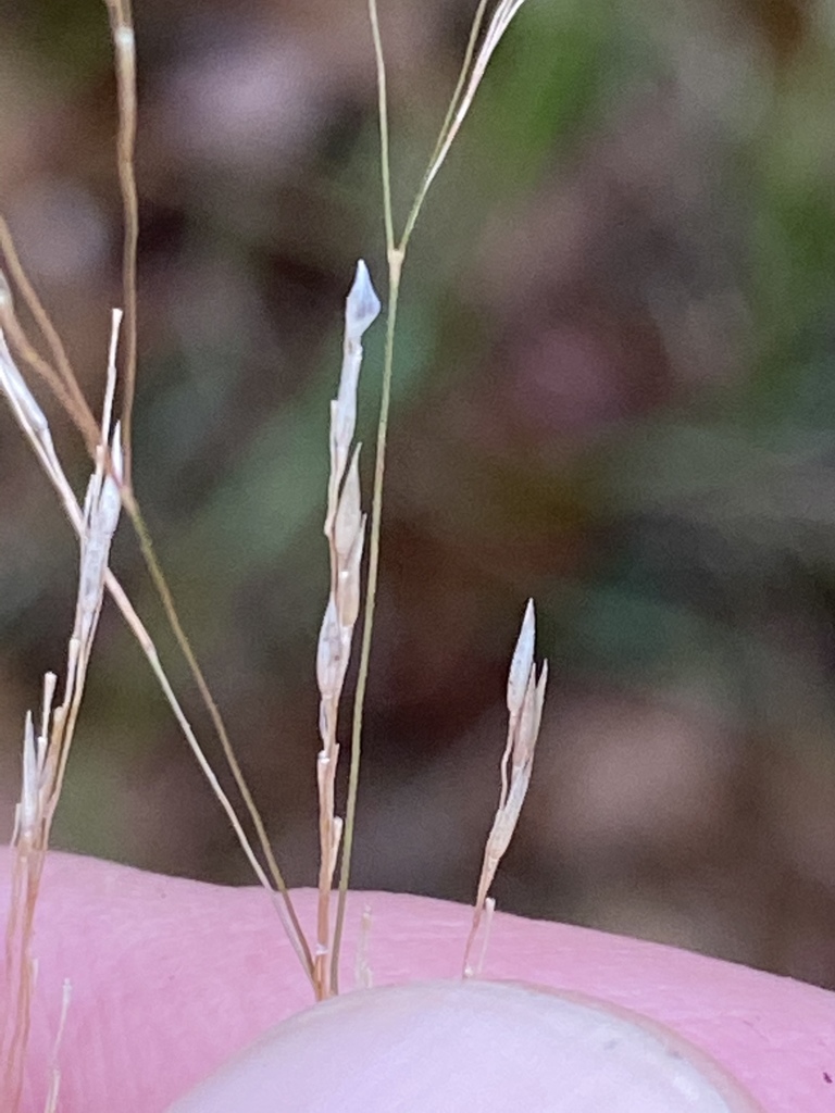 Perennial Bentgrass From Emelle Al Us On October 27 2020 At 0435 Pm By Dwayne Estes
