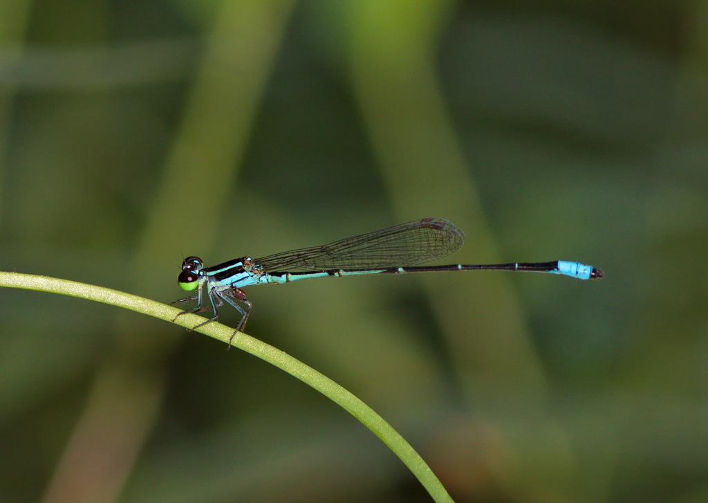 Red-tipped Shadefly from Khan Thuli, Khanthuli, Tha Chana District ...