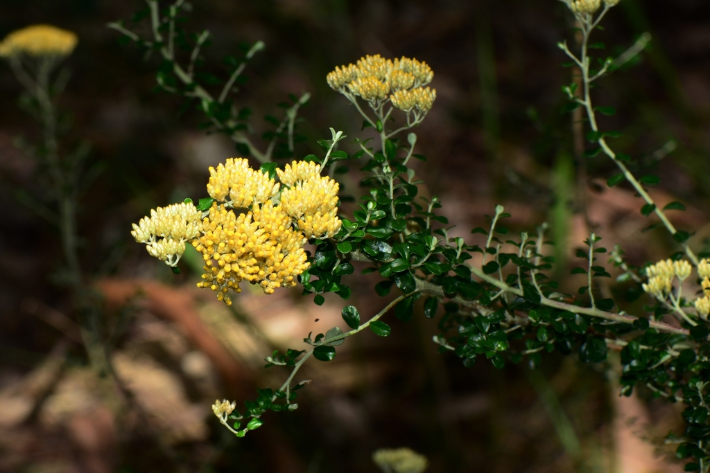 Grey Everlasting from Melbourne VIC, Australia on October 27, 2020 at ...