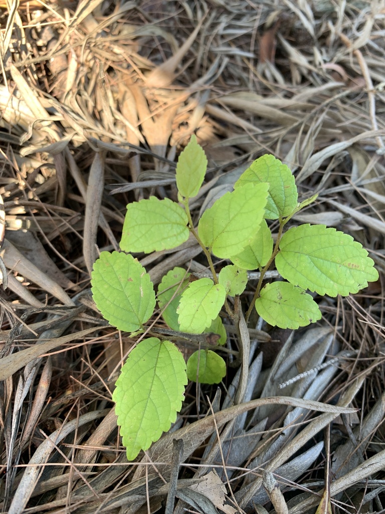 Chinese Hackberry from Halstead Street, Coorparoo, QLD, AU on October ...