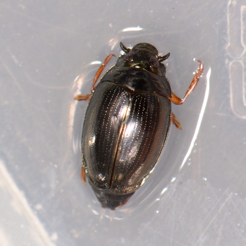 Gyrinus (Coleoptera of Ohio) · iNaturalist