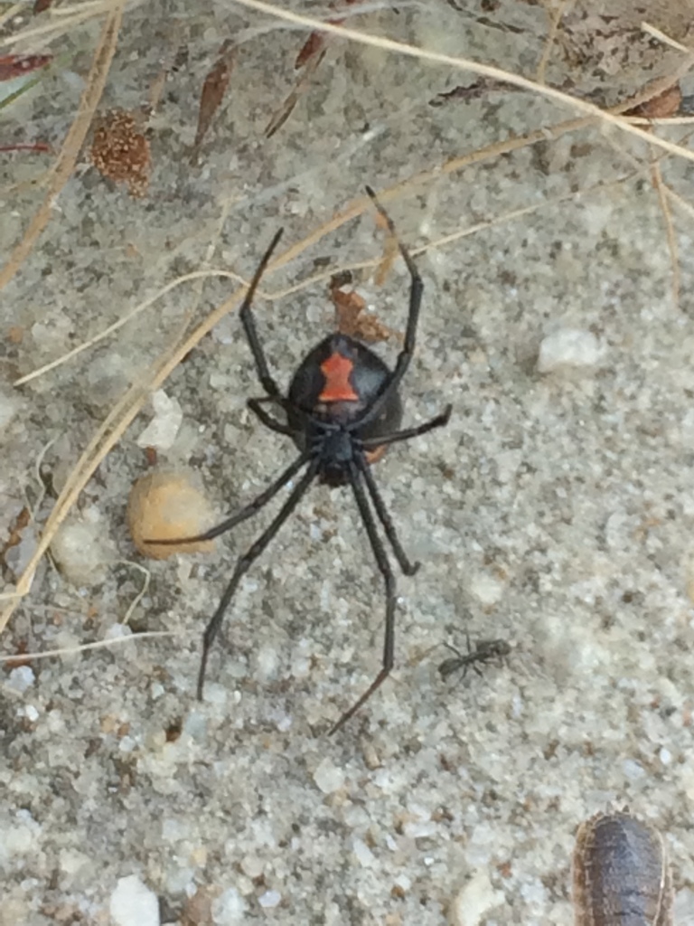 Redback Spider from Melbourne VIC, Australia on October 29, 2020 at 02: ...