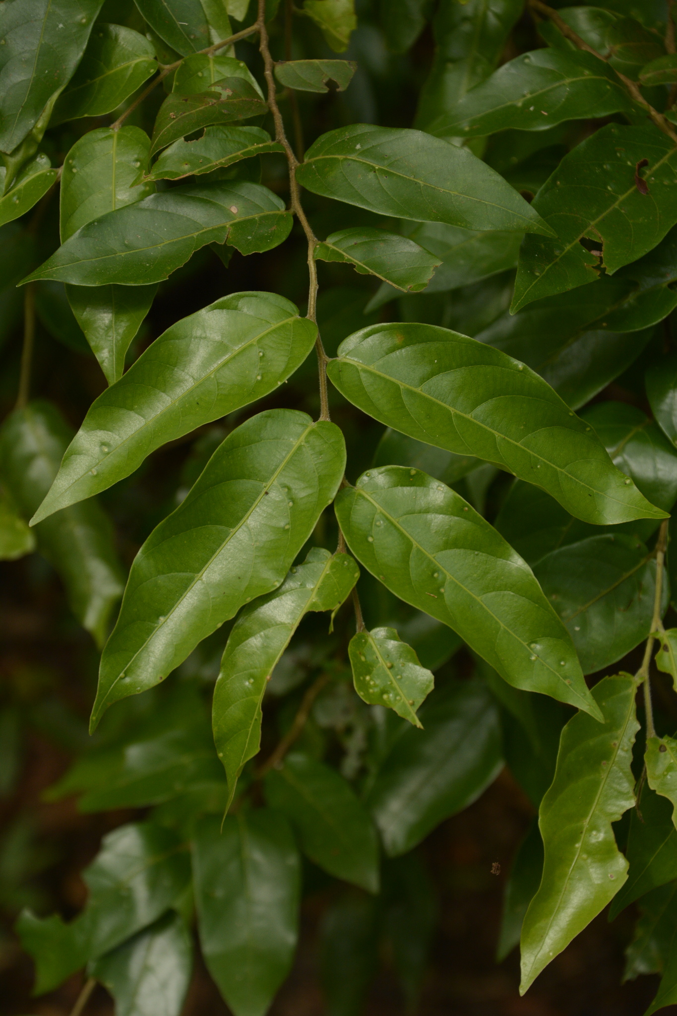 Hopea Roxb.