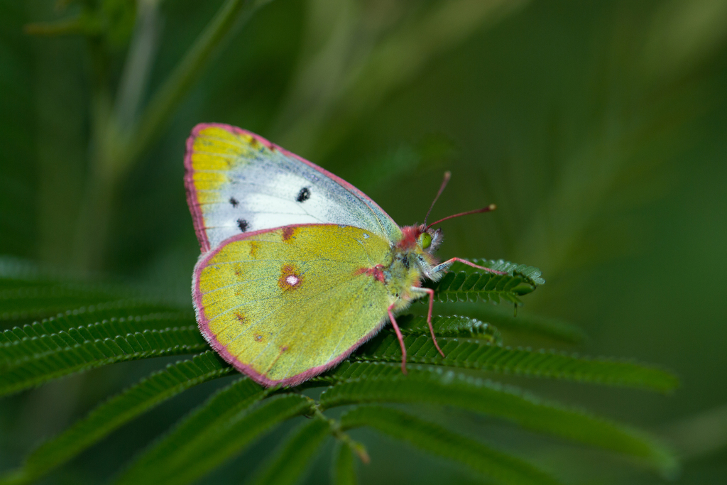 Colias nilagiriensis desde Munnar, Kerala 685612, India el24 de ...