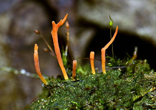 Sulzbacheromyces caatingae · iNaturalist