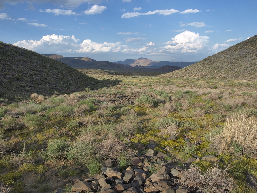 chinchweed from Inyo County, CA, USA on August 17, 2018 at 06:11 PM by ...