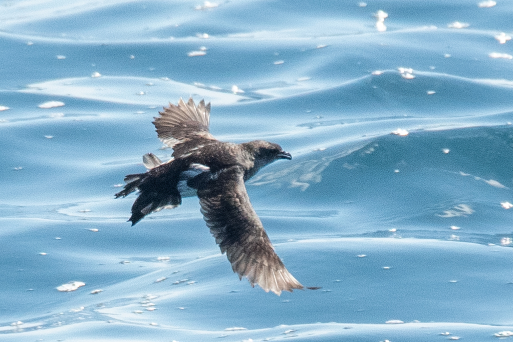 Common Diving Petrel (Pelecanoides urinatrix) - Avian Discovery