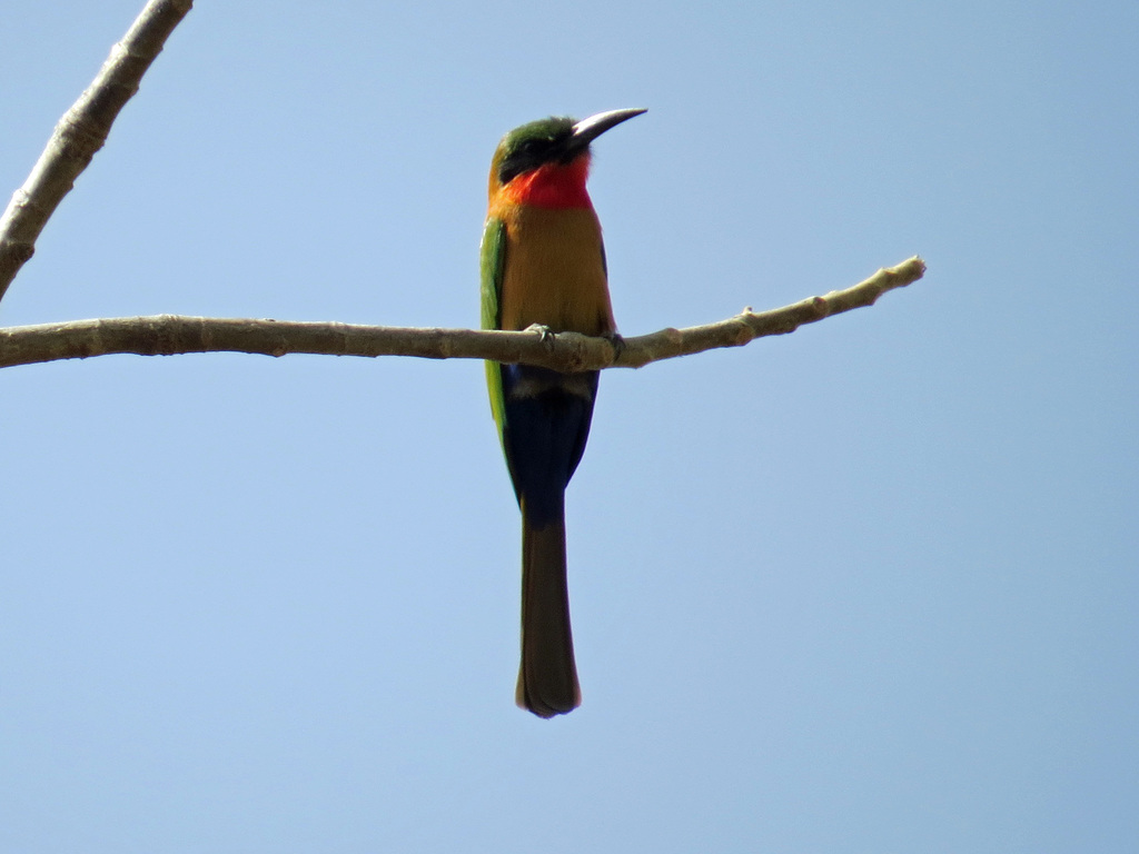 Red-throated Bee-eater from Janjanbureh, The Gambia on January 19, 2020 ...