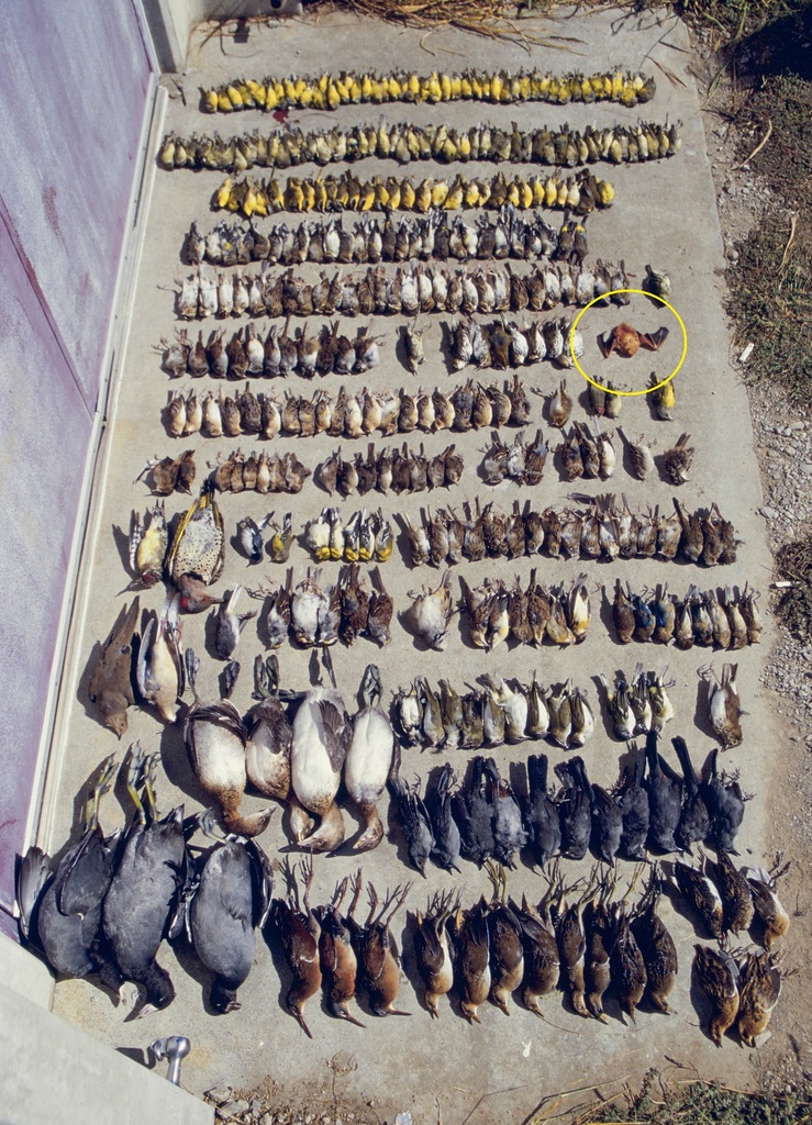 Eastern Red Bat from Shawnee County, Kansas, USA on October 09, 1994 at ...