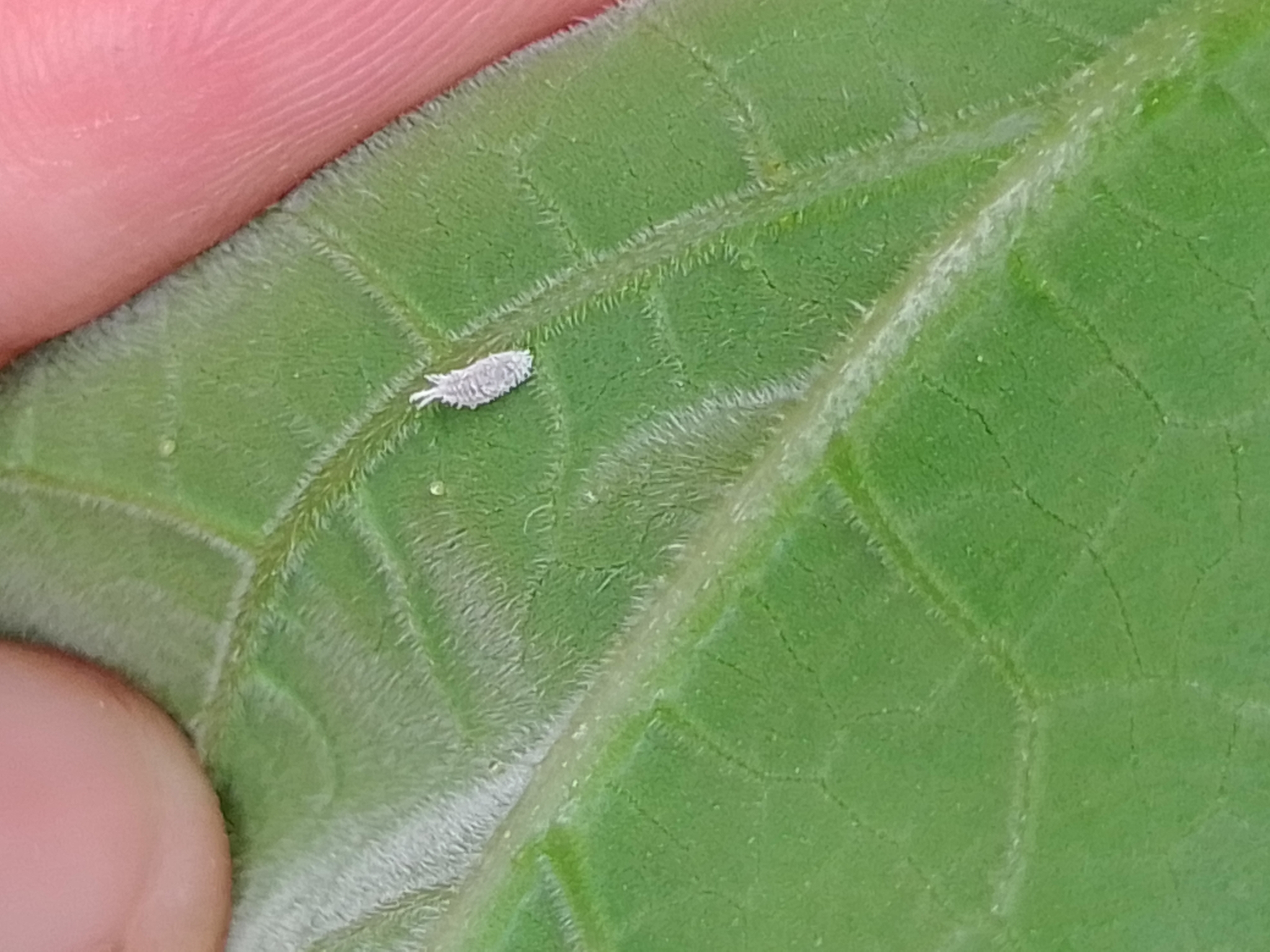 Planococcus citri (Risso, 1813)