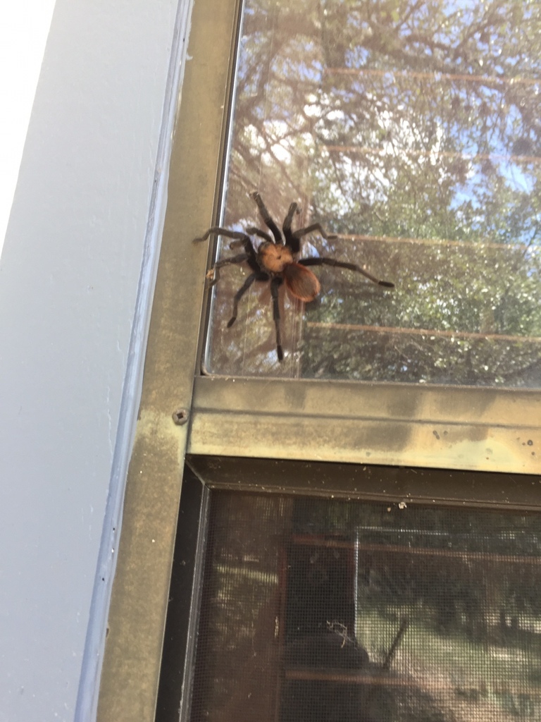 Tarántula café chocolate desde Canyon Lake Dr, Canyon Lake, TX, US el ...