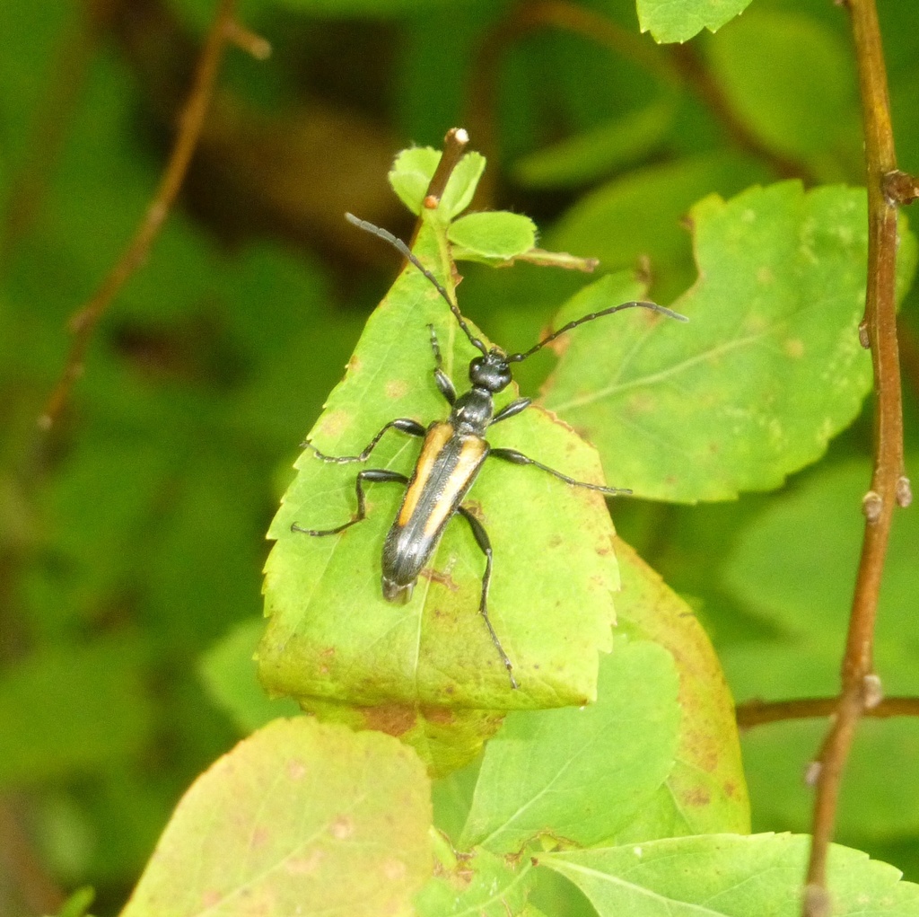 Strangalepta Flower Longhorn Beetle from Mt. Chockorua, NH on July 25 ...