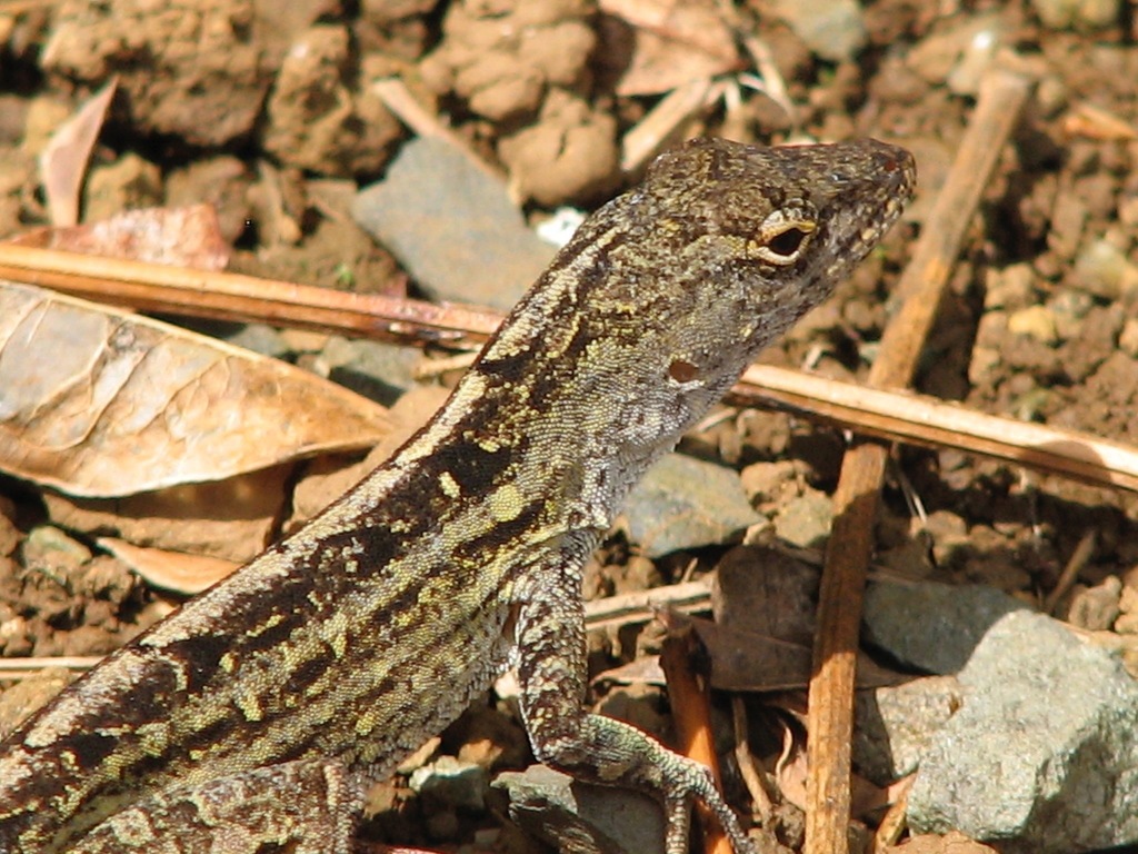 Brown Anole from Honolulu, HI, USA on October 21, 2009 at 02:01 PM by ...