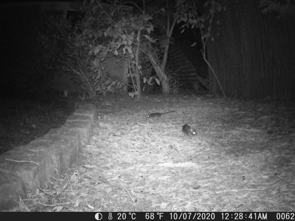 Old World Rats in October 2020 by Micah Carrick. Wildcamera · iNaturalist