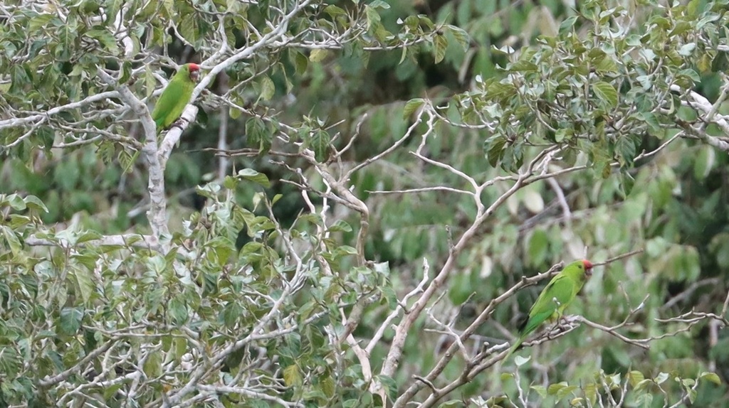 Scarlet-fronted Parakeet in October 2020 by Juan Manuel de Roux. Perico ...