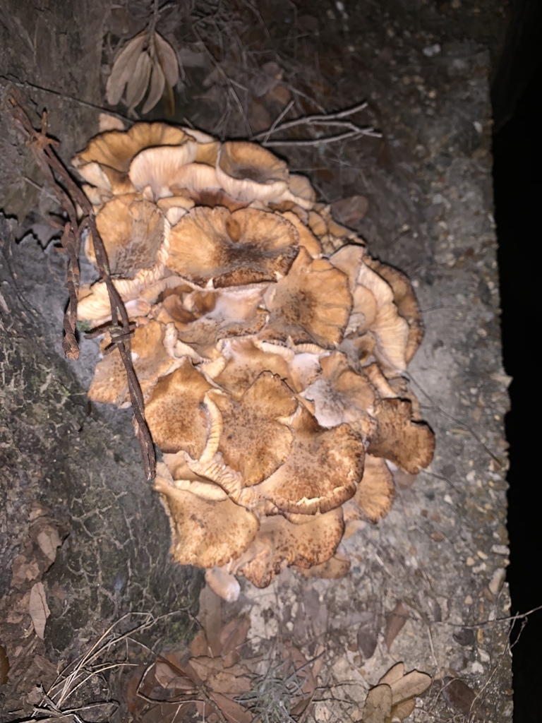 Ringless Honey Mushroom from Louisiana State University, Baton Rouge ...