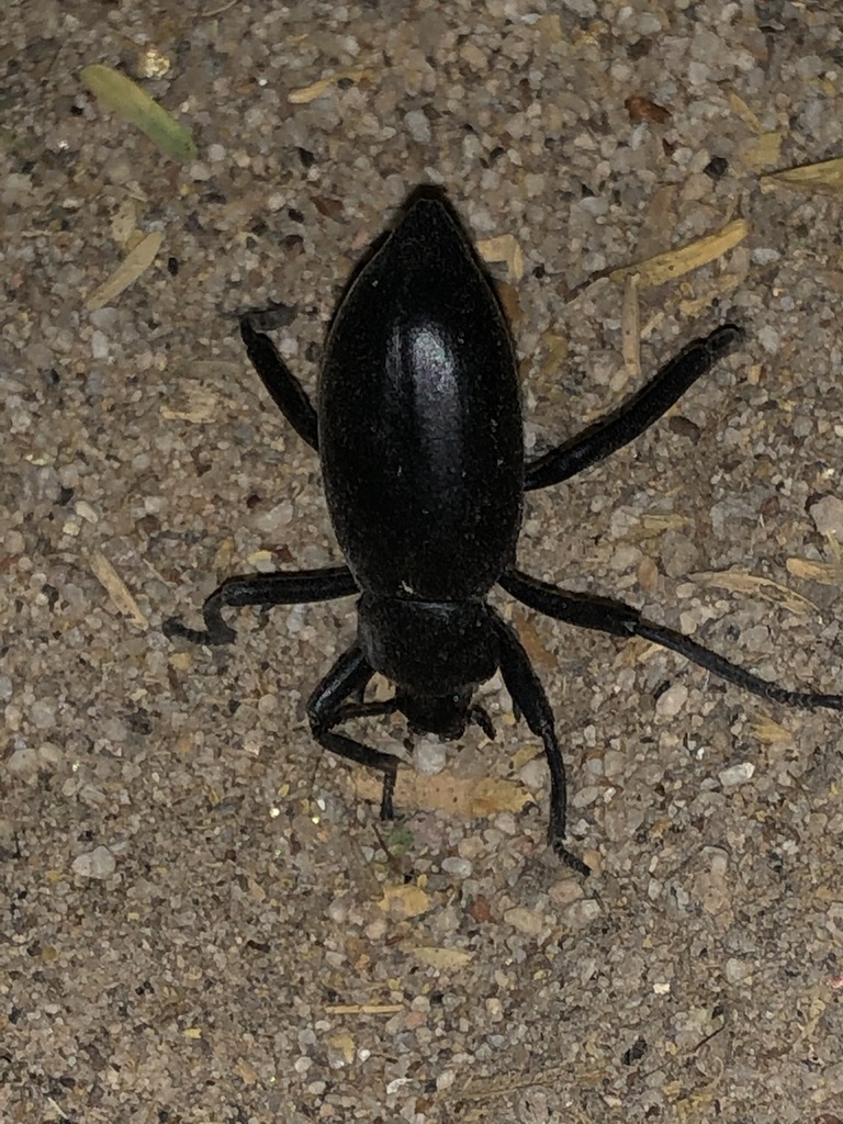 Armored Stink Beetle from Pete's Camp San Felipe, Baja California ...