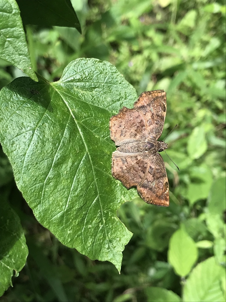 Common Spurwing from Pluma Hidalgo, OAX, MX on October 14, 2020 at 12: ...