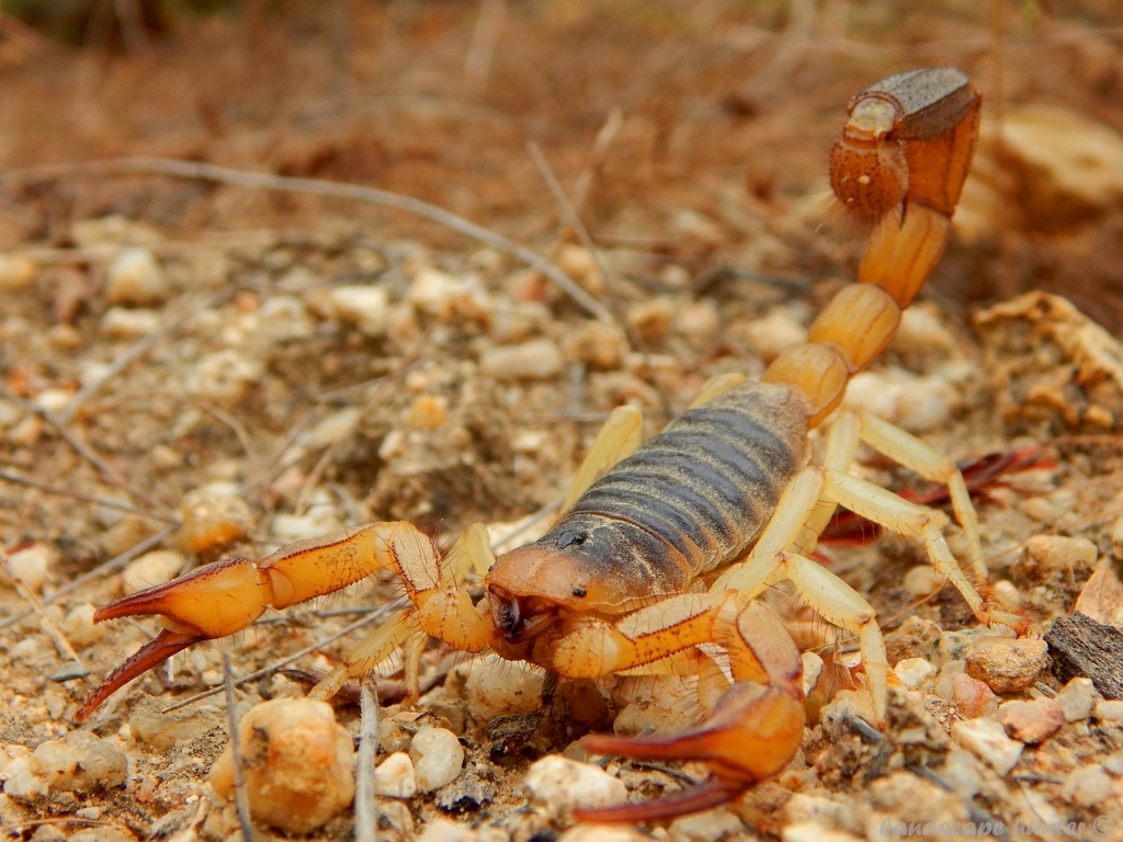 Hadrurus concolorous from La Paz, B.C.S., México on November 16, 2015 at 02:26 PM by Alfredo ...