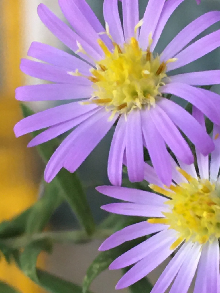 common American asters (Symphyotrichum) - Botanical Realm