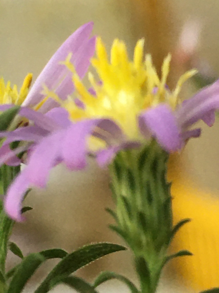 common American asters (Symphyotrichum) - Botanical Realm