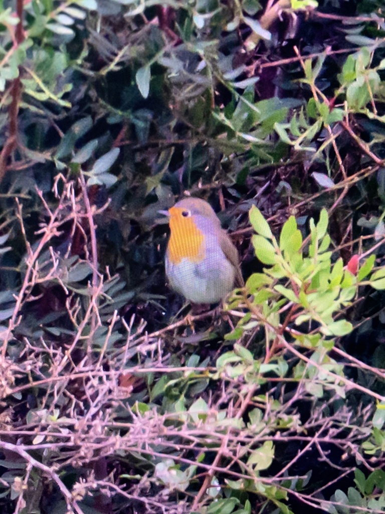 European Robin from Calle de Álvaro de Bazán, Melilla, Melilla, ES on ...
