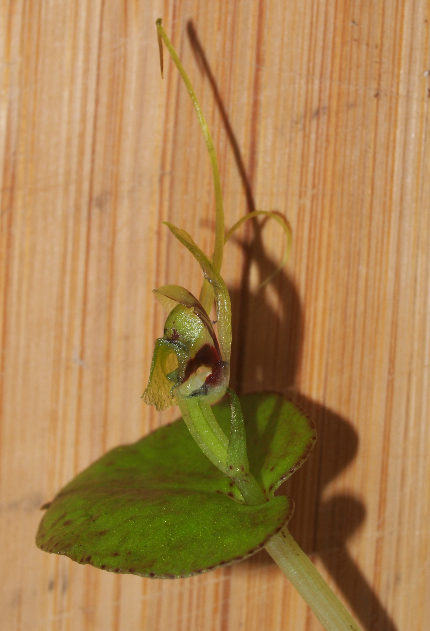 Corybas papa Molloy & Irwin