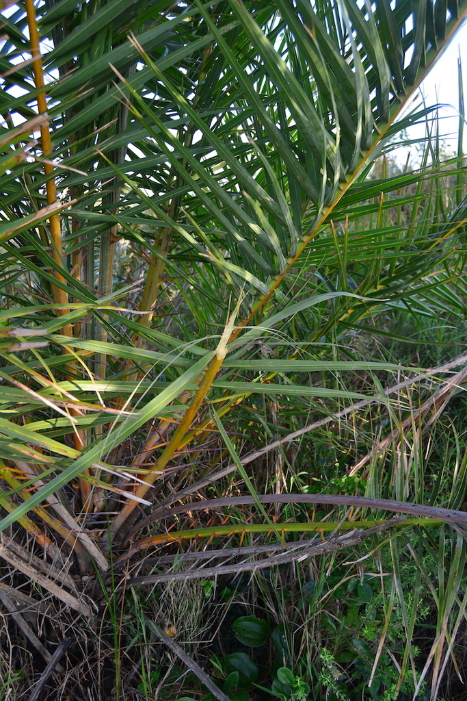 Reclining Date Palm from North Uthungulu, Afrique du Sud on July 25 ...