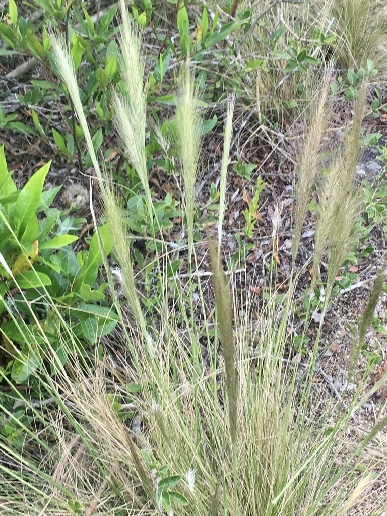 (Jarava filifolia) - Botanical Realm