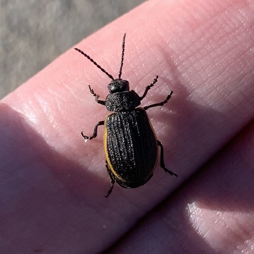 Galeruca costatissima · iNaturalist