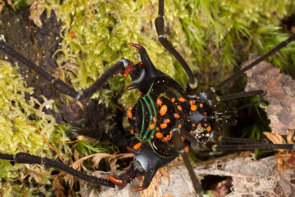 Sadocus polyacanthus from Alerce Andino, Llanquihue, Los Lagos, Chile ...