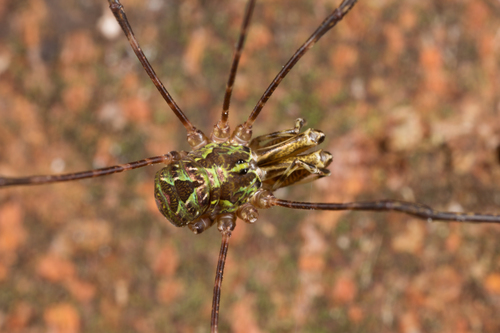 Opilión (Insectos en huertas y jardines de Bariloche) · iNaturalist