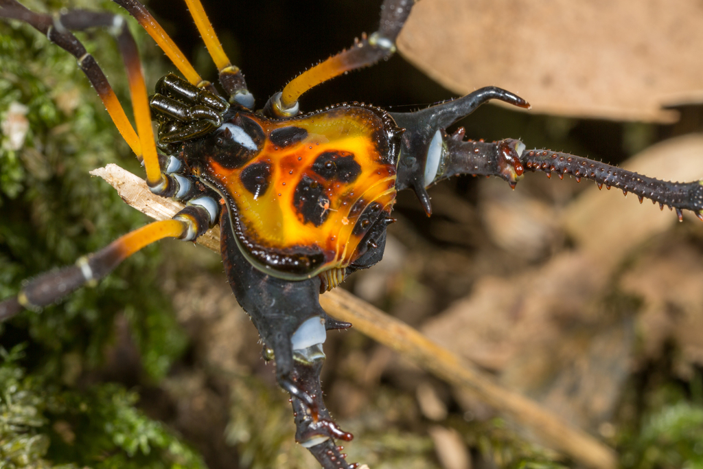 Sadocus polyacanthus from Arauco, Bío-Bío, Chile on November 12, 2014 ...