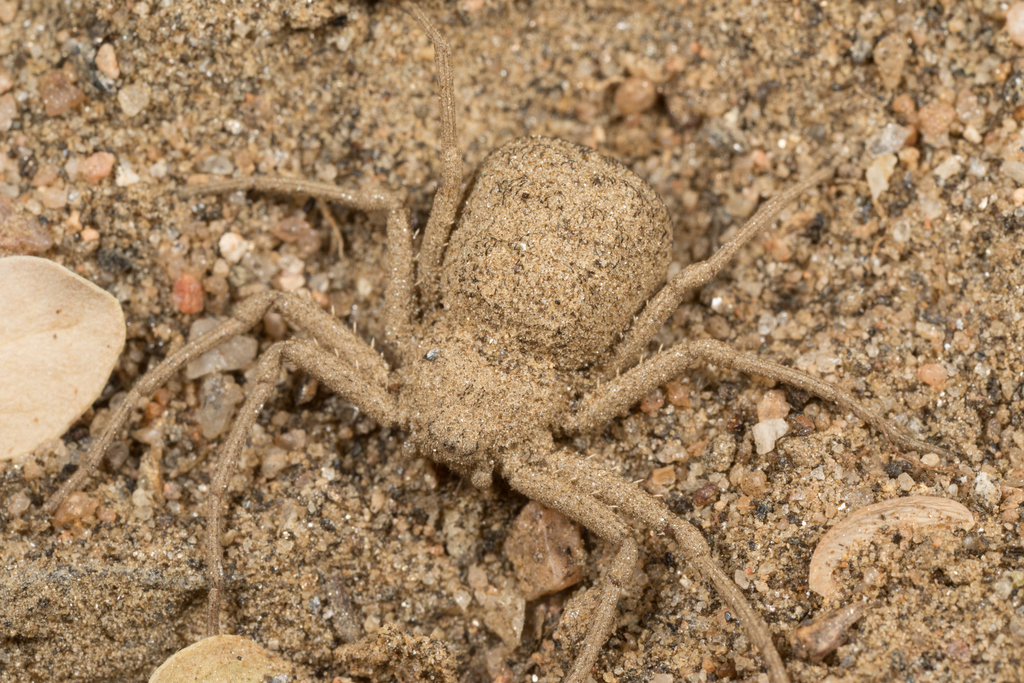 Typical Spiders from Otjozondjupa Region, Namibia on August 17, 2018 at ...
