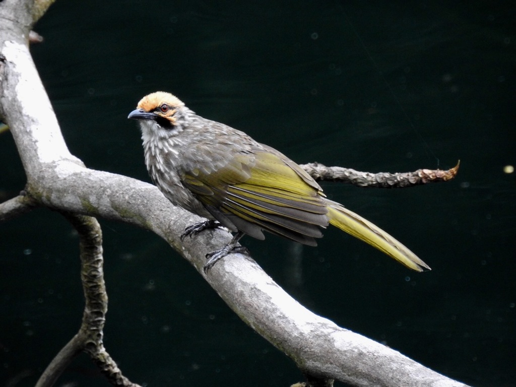 Straw-headed Bulbul (Birds of Thailand) · iNaturalist