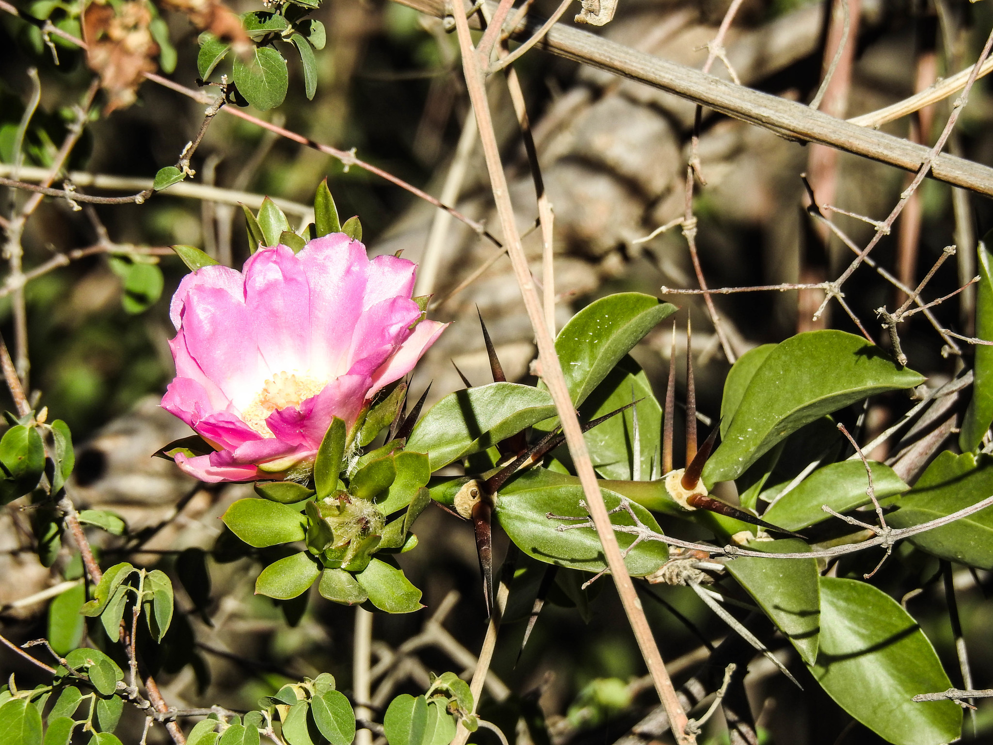 Pereskia sacharosa Griseb.