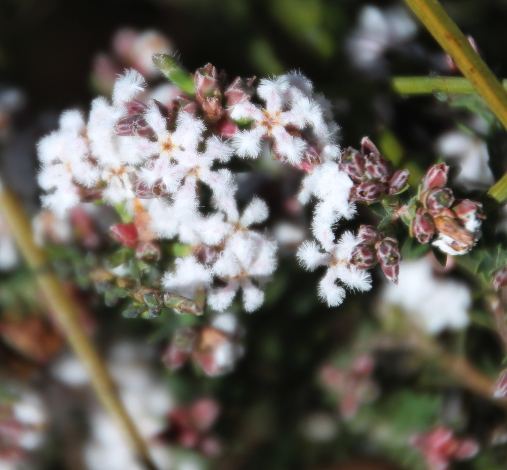 Leucopogon pulchellus from Perth WA, Australia on September 5, 2017 at ...