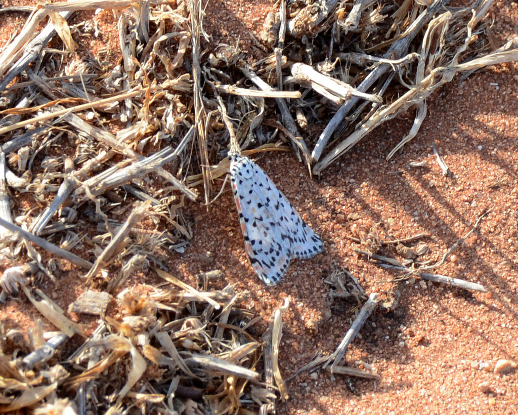 Heliotrope Moth from Lyndon WA 6701, Australia on October 18, 2020 at ...