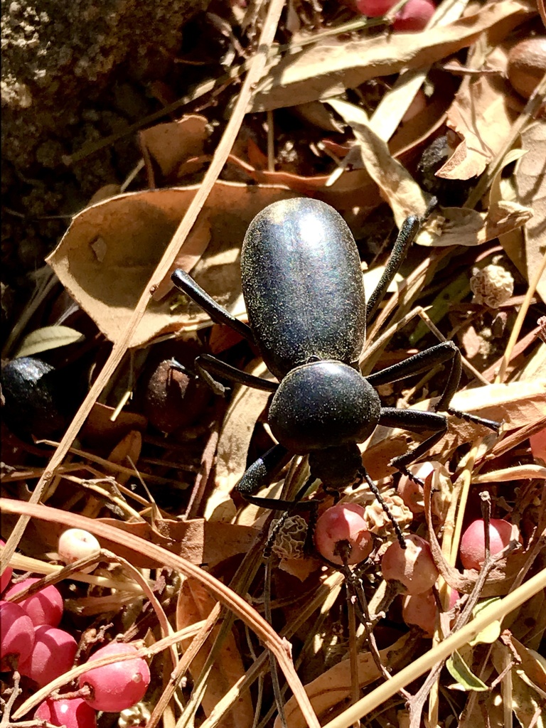 Eleodes grandicollis from Tecate, BC , MX on October 29, 2020 at 06:39 ...