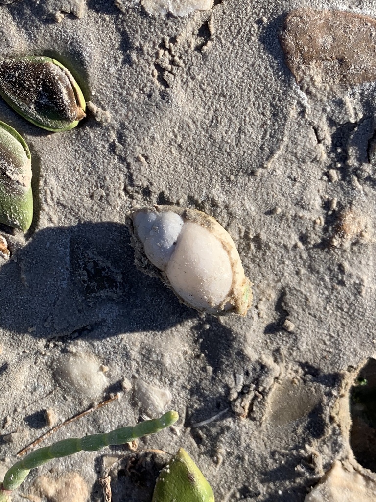 Prairie Rabdotus from McArdle Rd, Corpus Christi, TX, US on October 29 ...