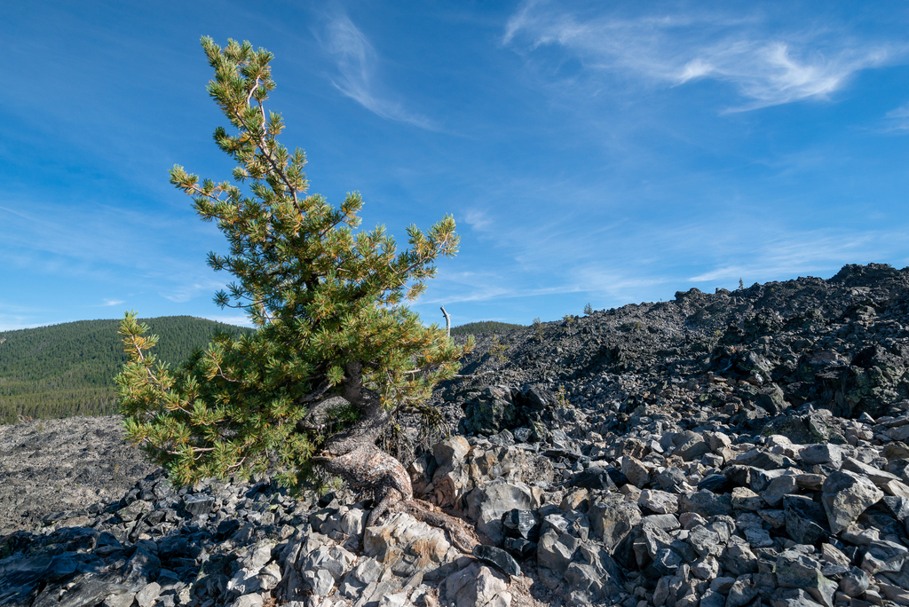 Whitebark Pine (Pinus albicaulis) - Botanical Realm
